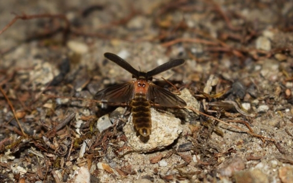How to attract (and keep) fireflies living in your land - Jardim Gulbenkian