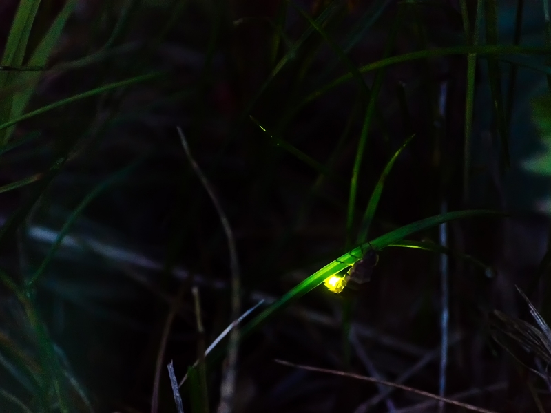 How to attract (and keep) fireflies living in your land – Jardim Gulbenkian