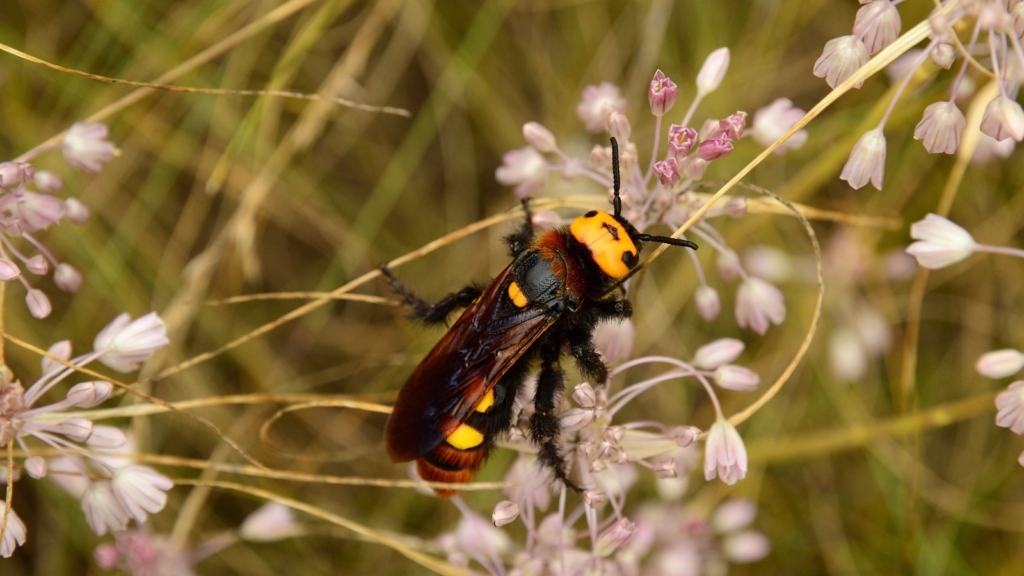 How to attract pollinating insects that take care of our gardens ...