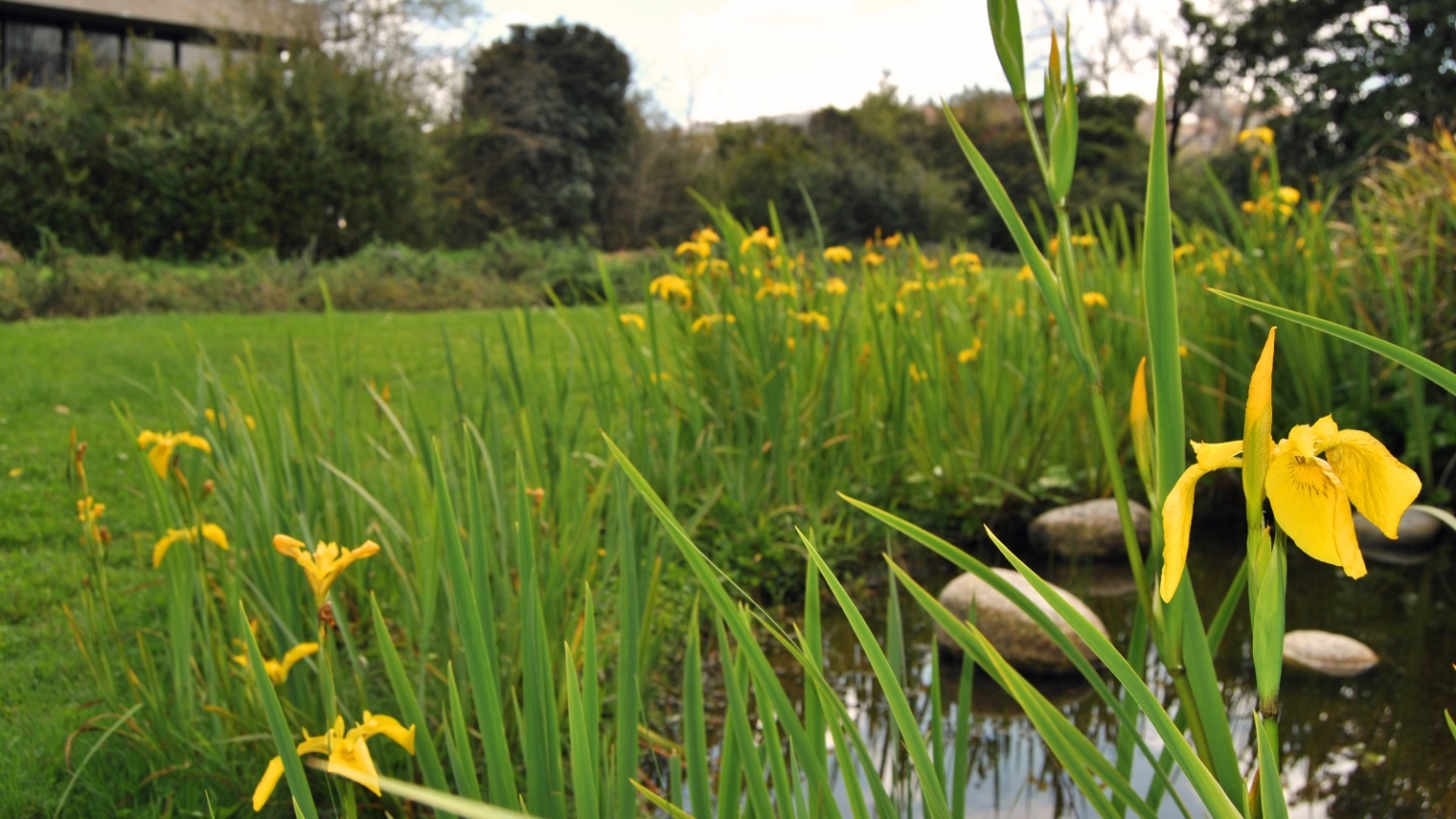 How to attract dragonflies and amphibians to your green area – Jardim ...