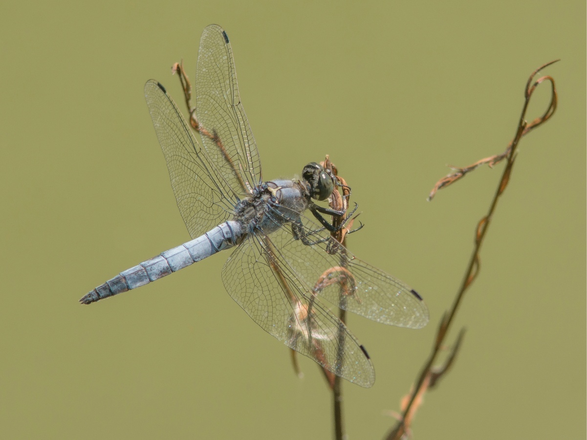Black-tailed Skimmer – Jardim Gulbenkian